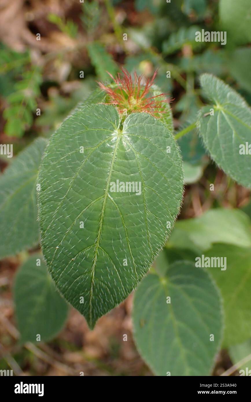 Hairy-stemmed Acalypha (Acalypha villicaulis Stock Photo - Alamy