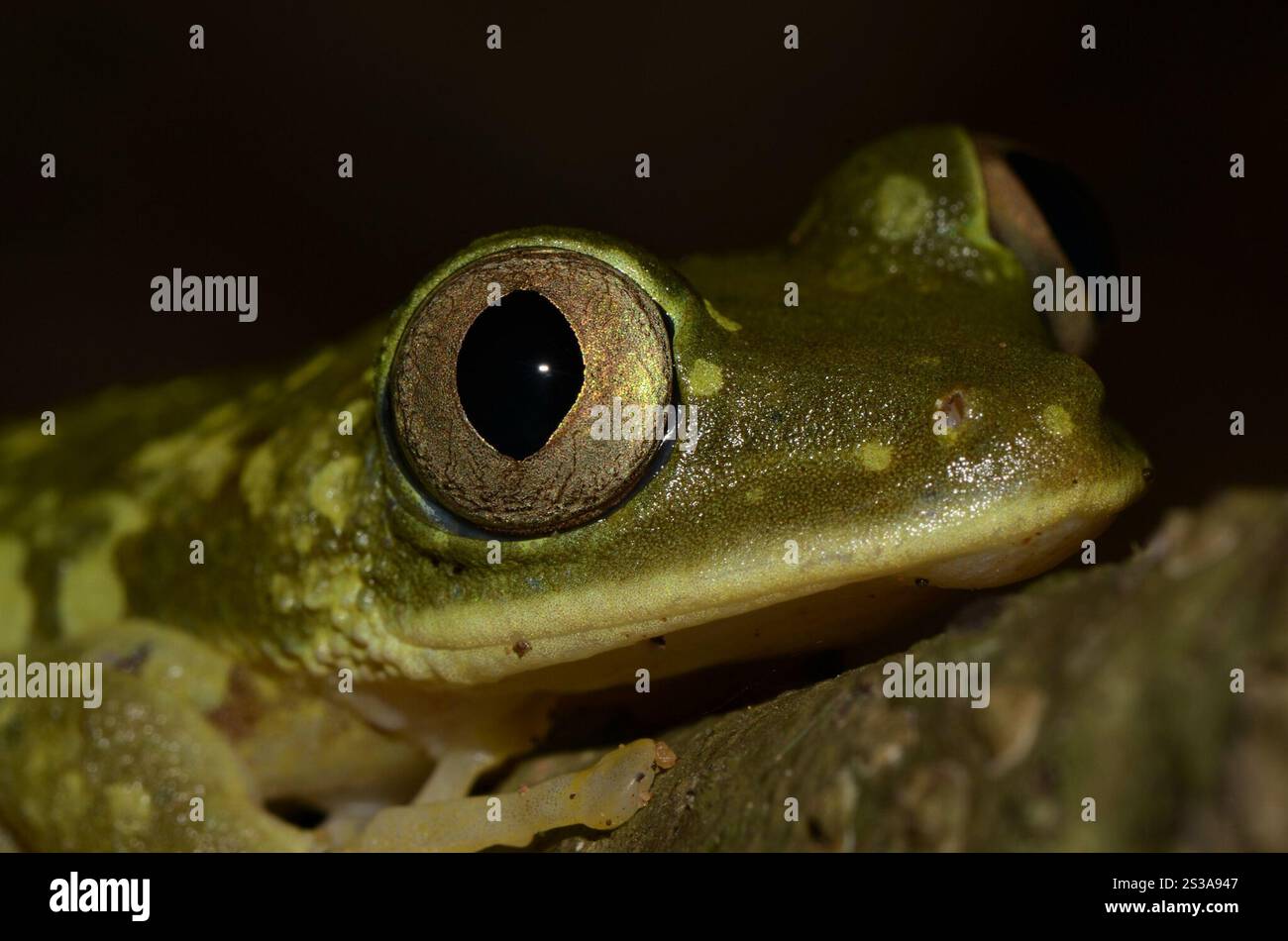 Seychelles Tree Frog (Tachycnemis seychellensis Stock Photo - Alamy