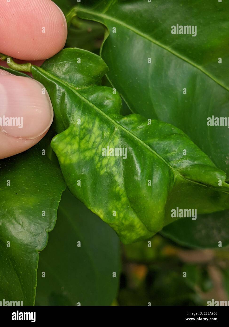 Citrus Bud Mite (Aceria sheldoni Stock Photo - Alamy