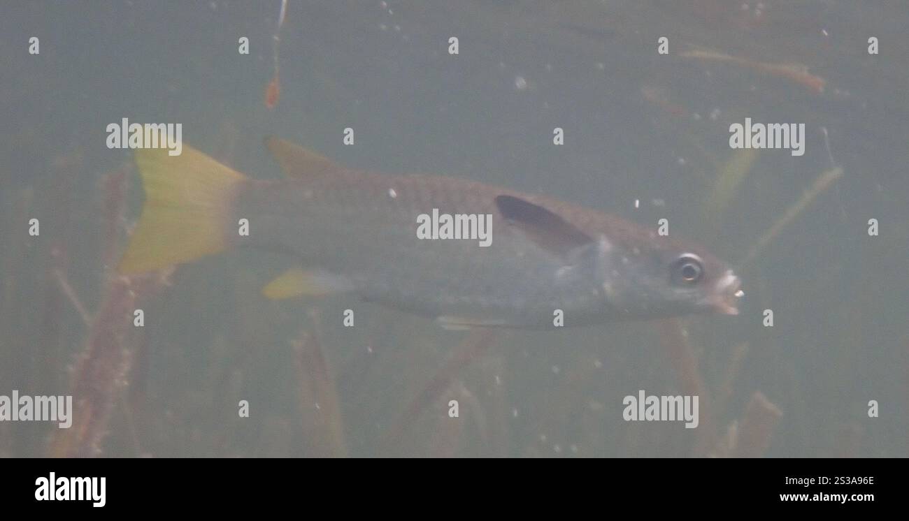 Squaretail Mullet (Ellochelon vaigiensis Stock Photo - Alamy