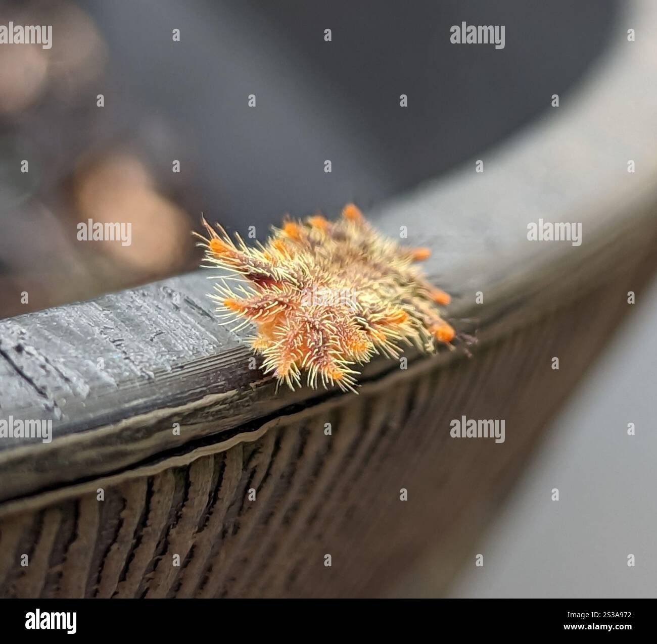 Hag Moth (Phobetron pithecium Stock Photo - Alamy