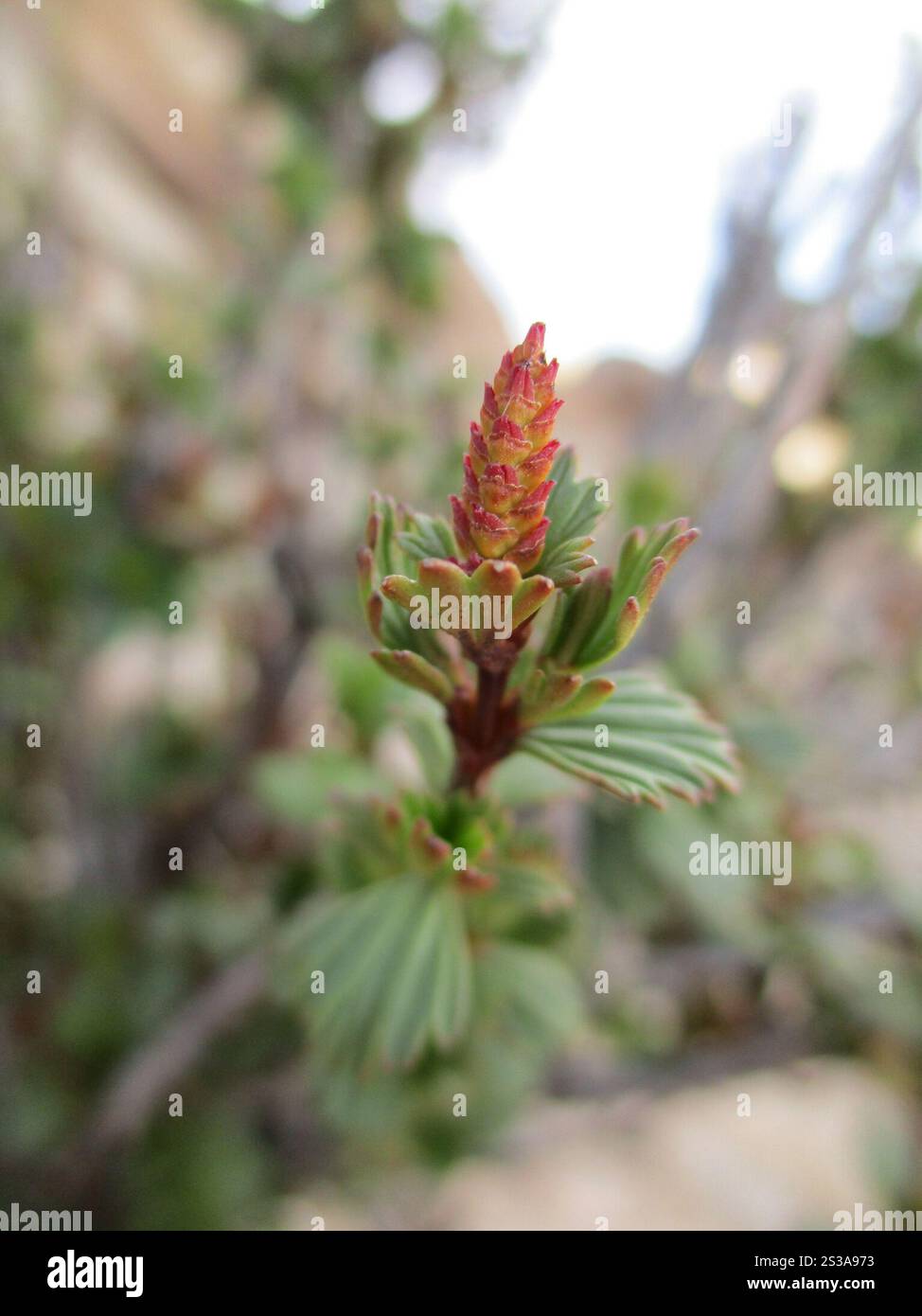 Resurrection Plant (Myrothamnus flabellifolius Stock Photo - Alamy