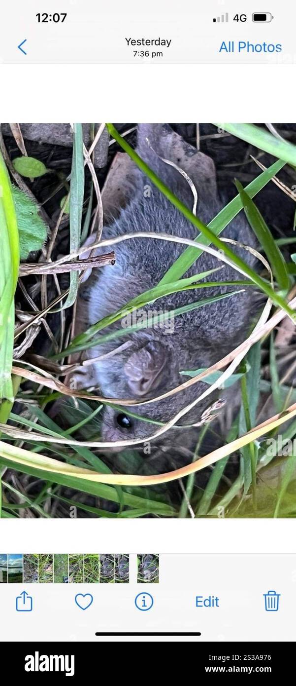 Little Pygmy Possum (Cercartetus lepidus Stock Photo - Alamy