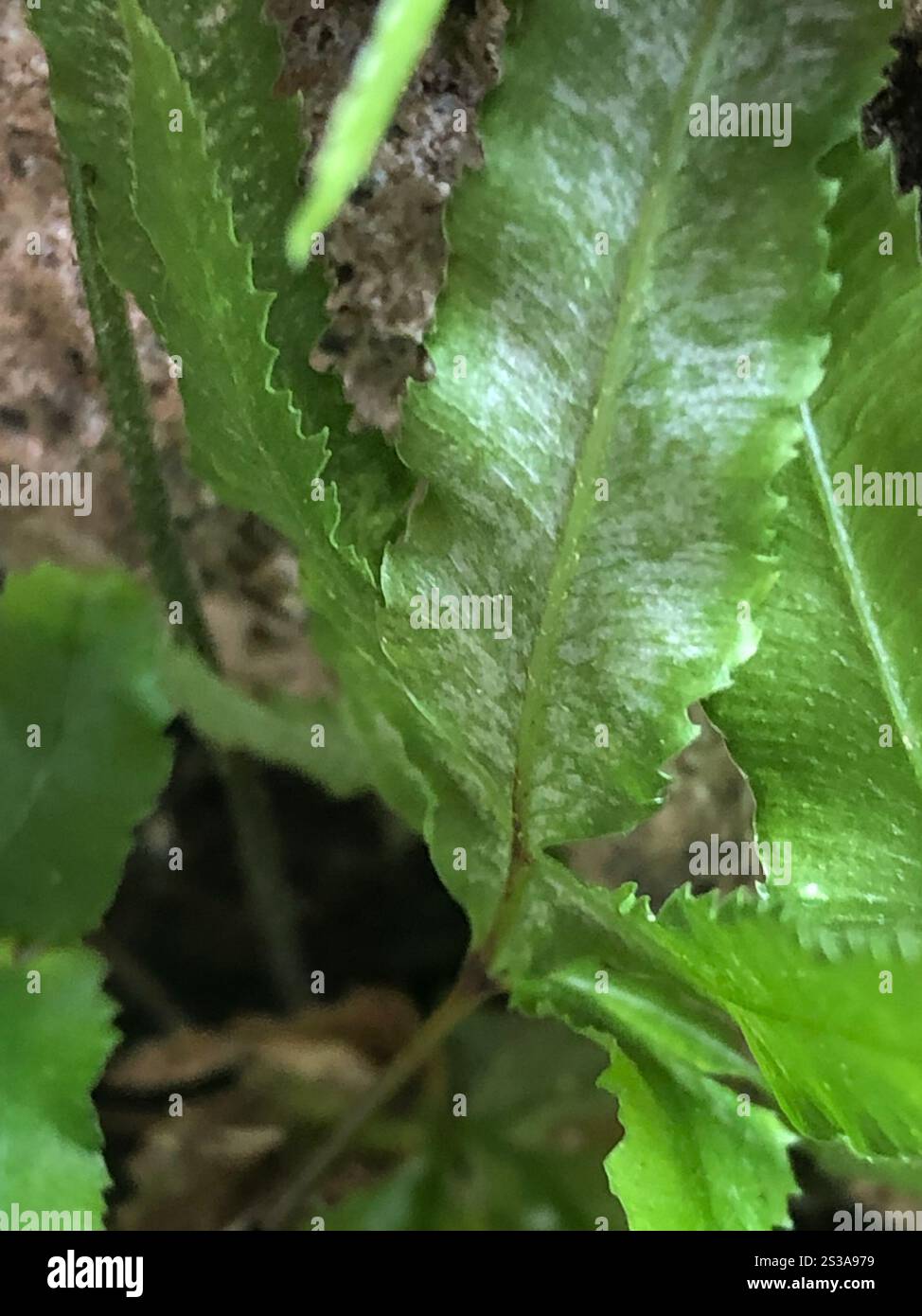 spider brake (Pteris multifida Stock Photo - Alamy