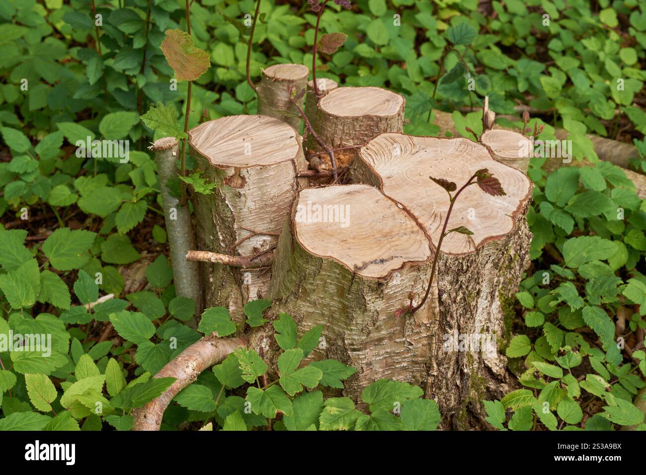 Wood, stump and chopped in forest, outdoor and leaves with production ...