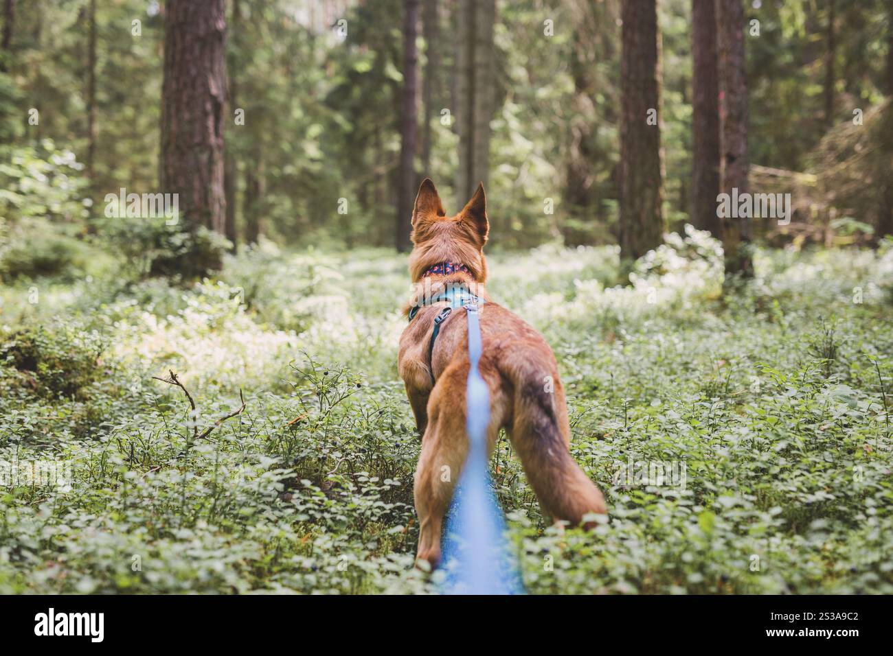 Ginger dog is standing and looking ahead in green forest of blueberries ...