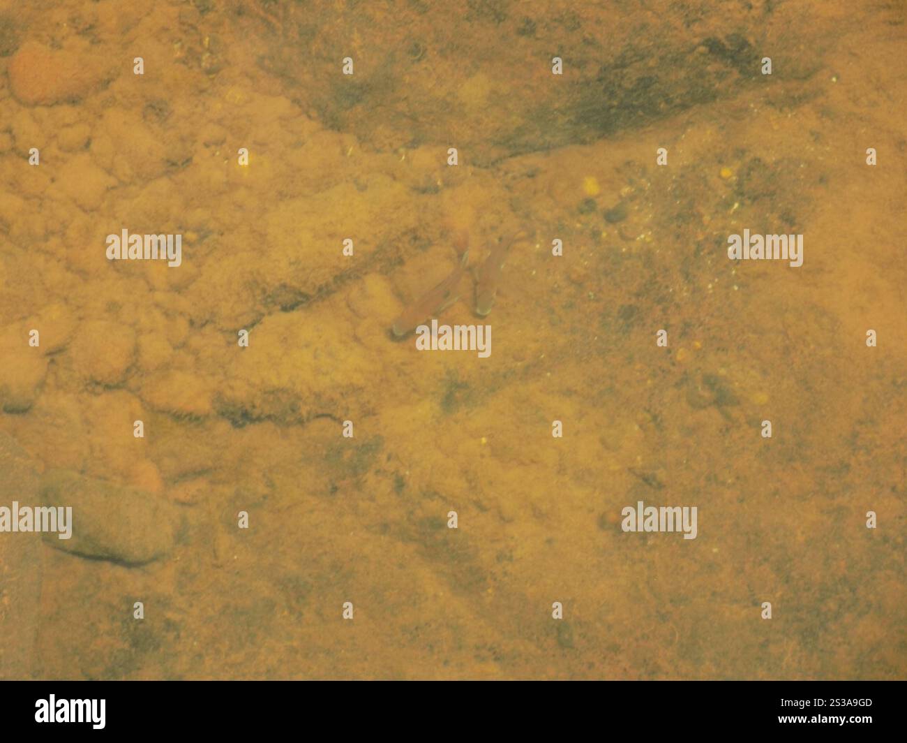 Pearl Cichlid (Geophagus brasiliensis Stock Photo - Alamy