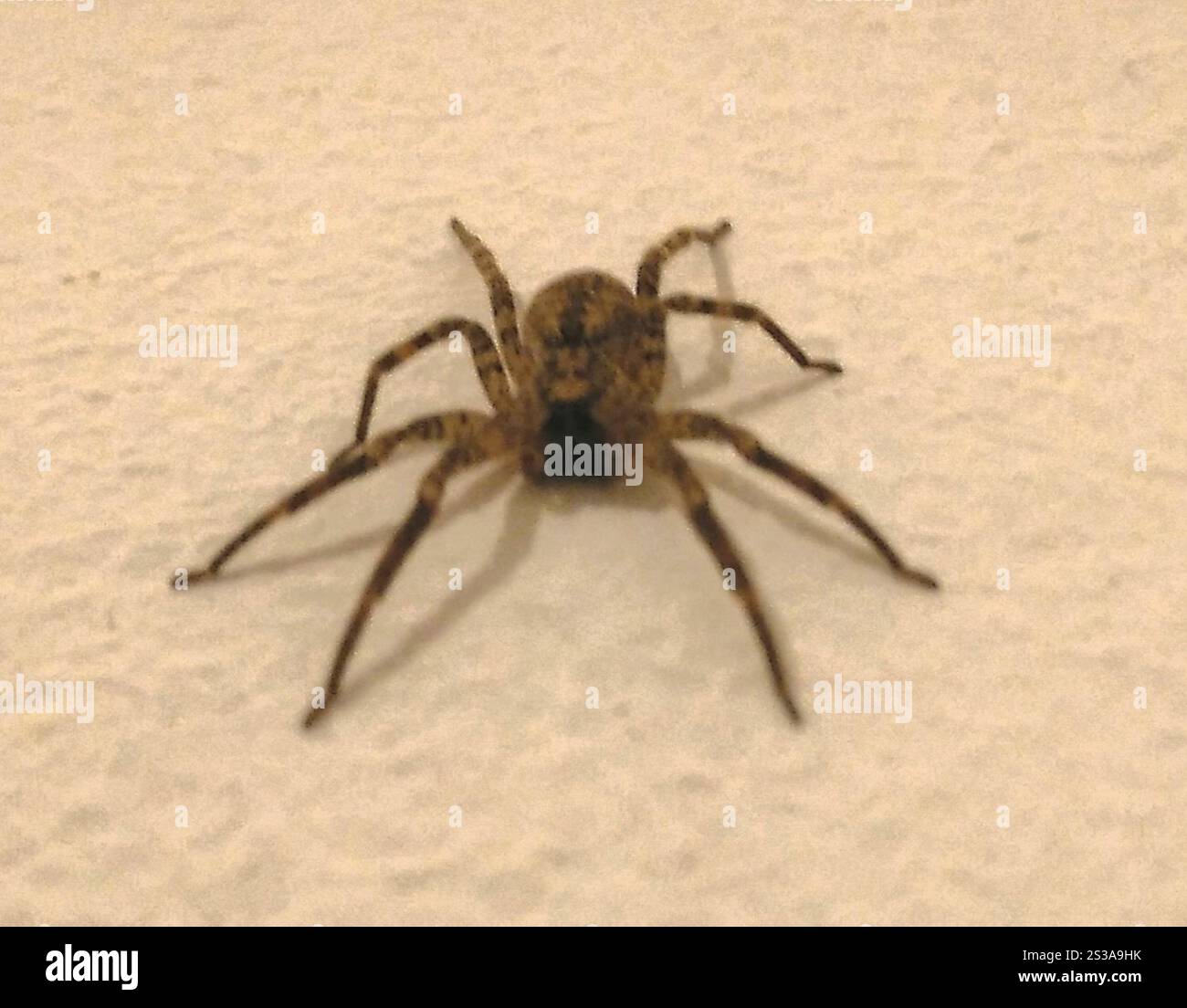 Mediterranean Spiny False Wolf Spider (Zoropsis spinimana Stock Photo ...