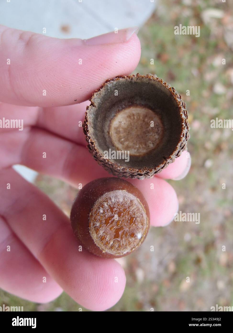 swamp chestnut oak (Quercus michauxii Stock Photo - Alamy