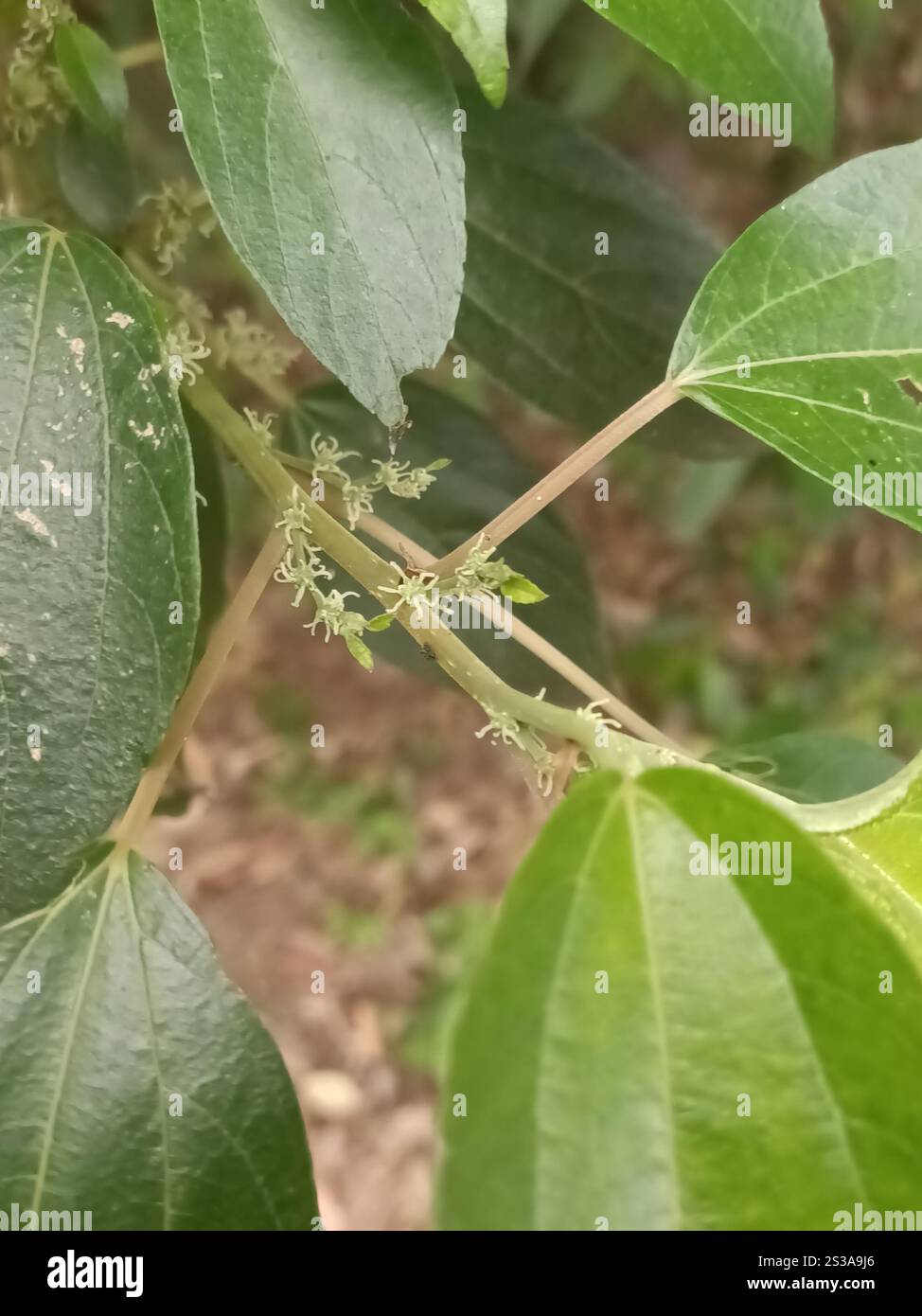 False Stinger (Pipturus argenteus Stock Photo - Alamy