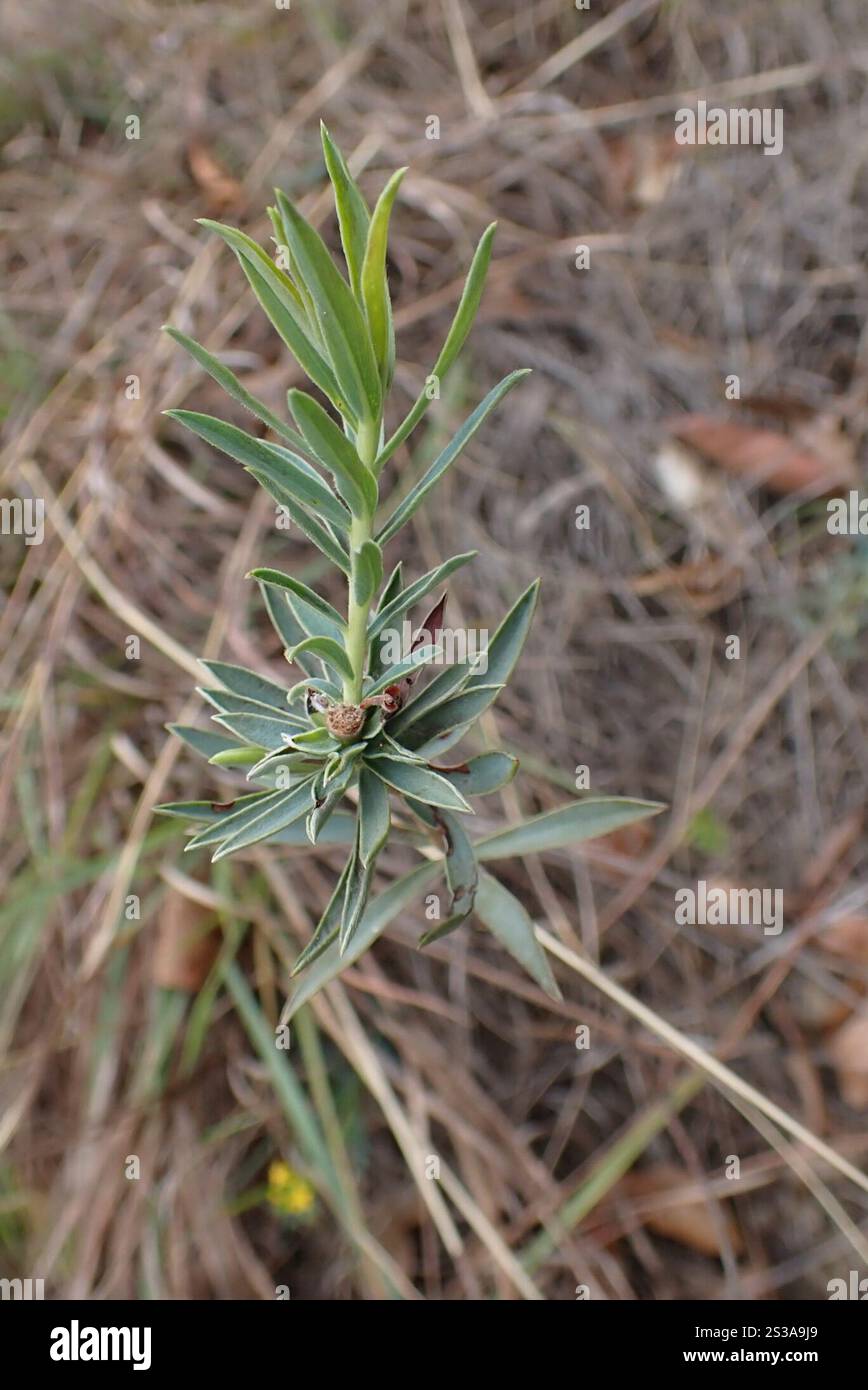 Common Curryflower (Lasiosiphon capitatus Stock Photo - Alamy