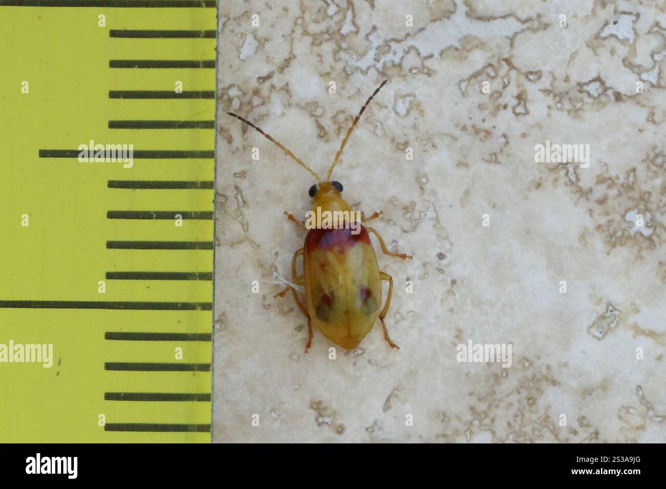 Red-shouldered Leaf Beetle (Monolepta australis Stock Photo - Alamy