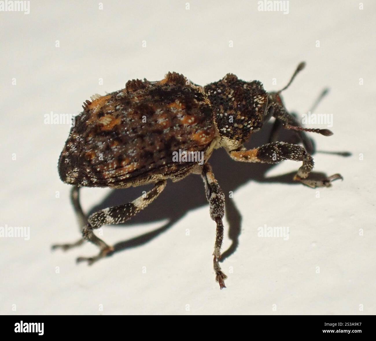 True Weevils (Curculionidae Stock Photo - Alamy