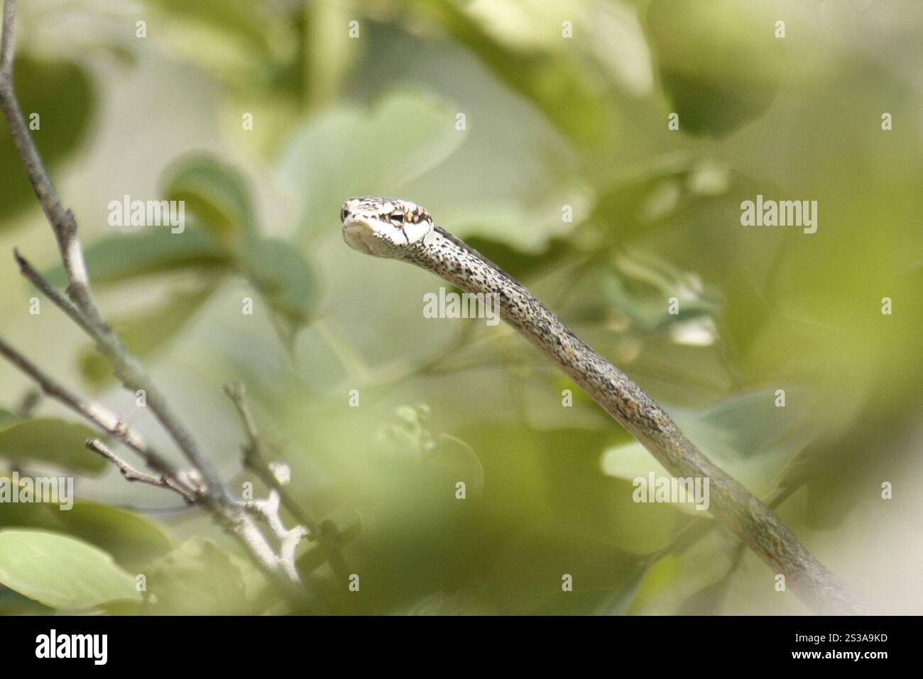 Twig Snake (Thelotornis capensis Stock Photo - Alamy