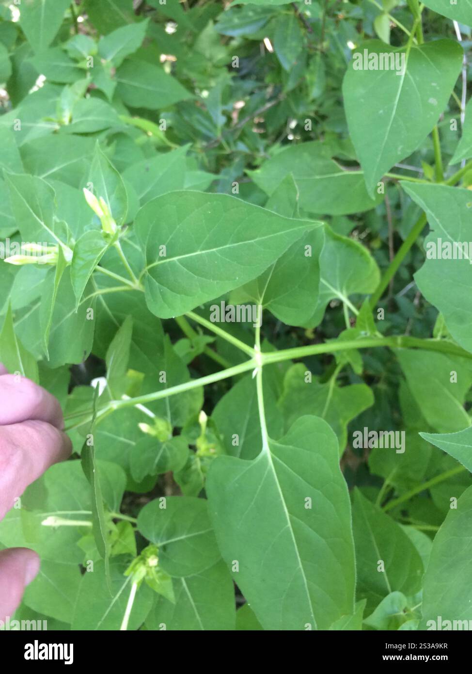 Sweet Four o'Clock (Mirabilis longiflora Stock Photo - Alamy