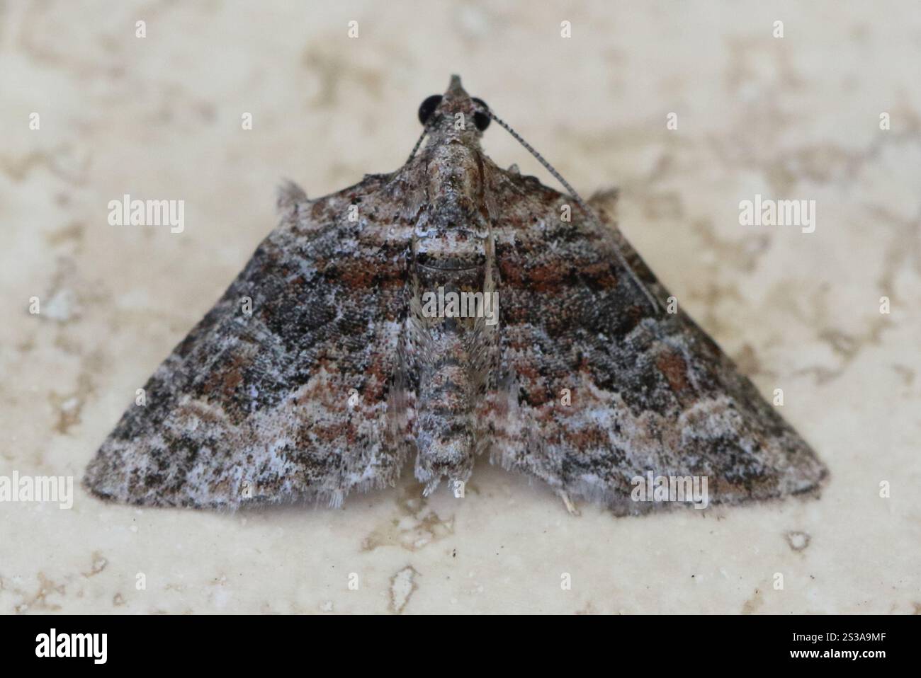 Apple Looper (Phrissogonus laticostata Stock Photo - Alamy