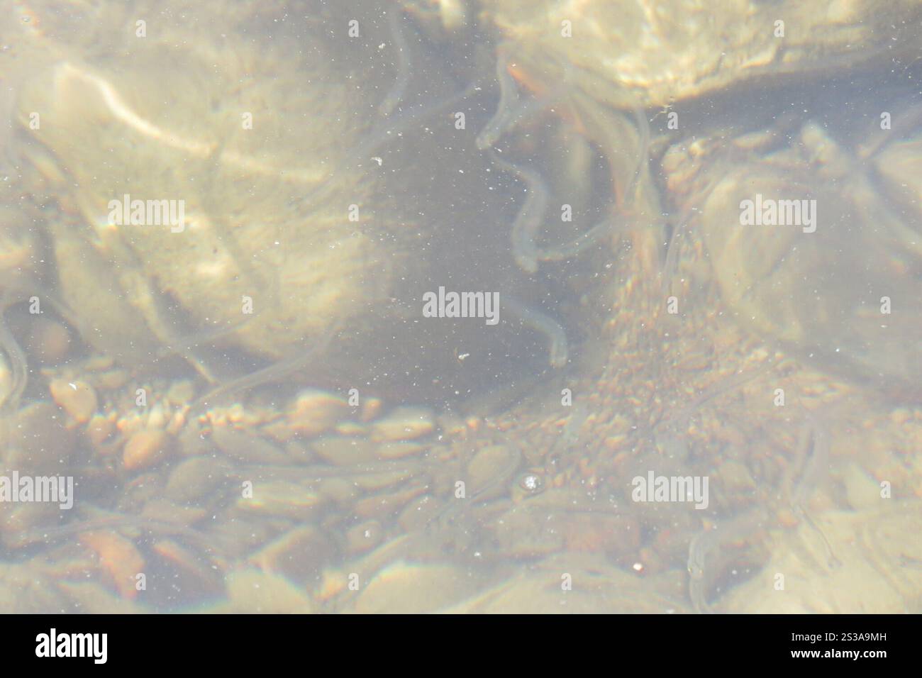 Ray-finned Fishes (Actinopterygii Stock Photo - Alamy