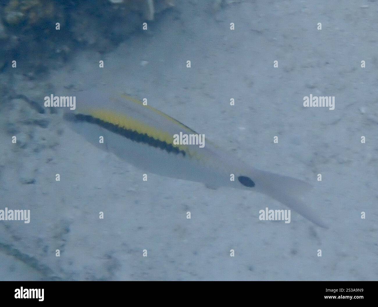 Dot-and-dash Goatfish (Parupeneus barberinus Stock Photo - Alamy