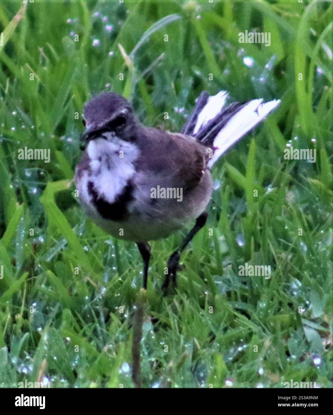 Common Cape Wagtail (Motacilla capensis capensis Stock Photo - Alamy