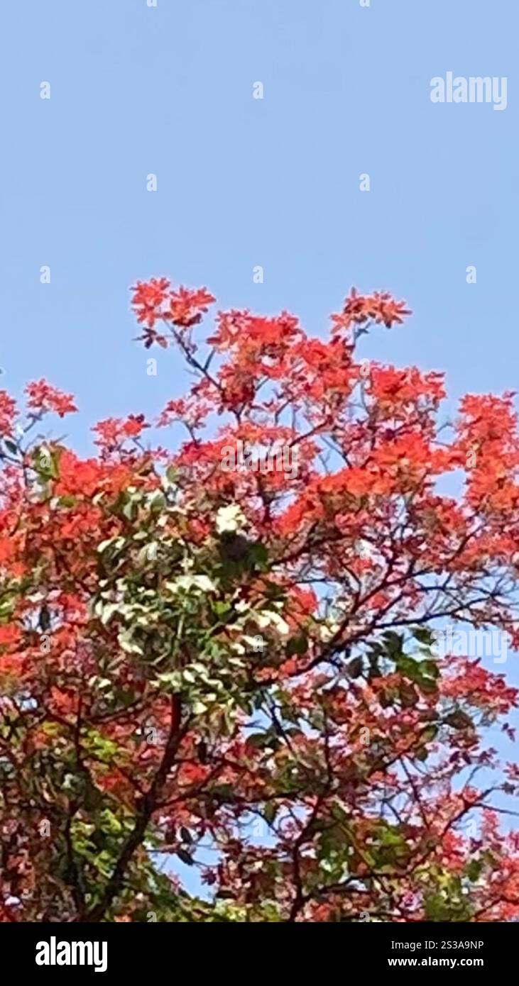 Ceylon Oak (Schleichera oleosa Stock Photo - Alamy