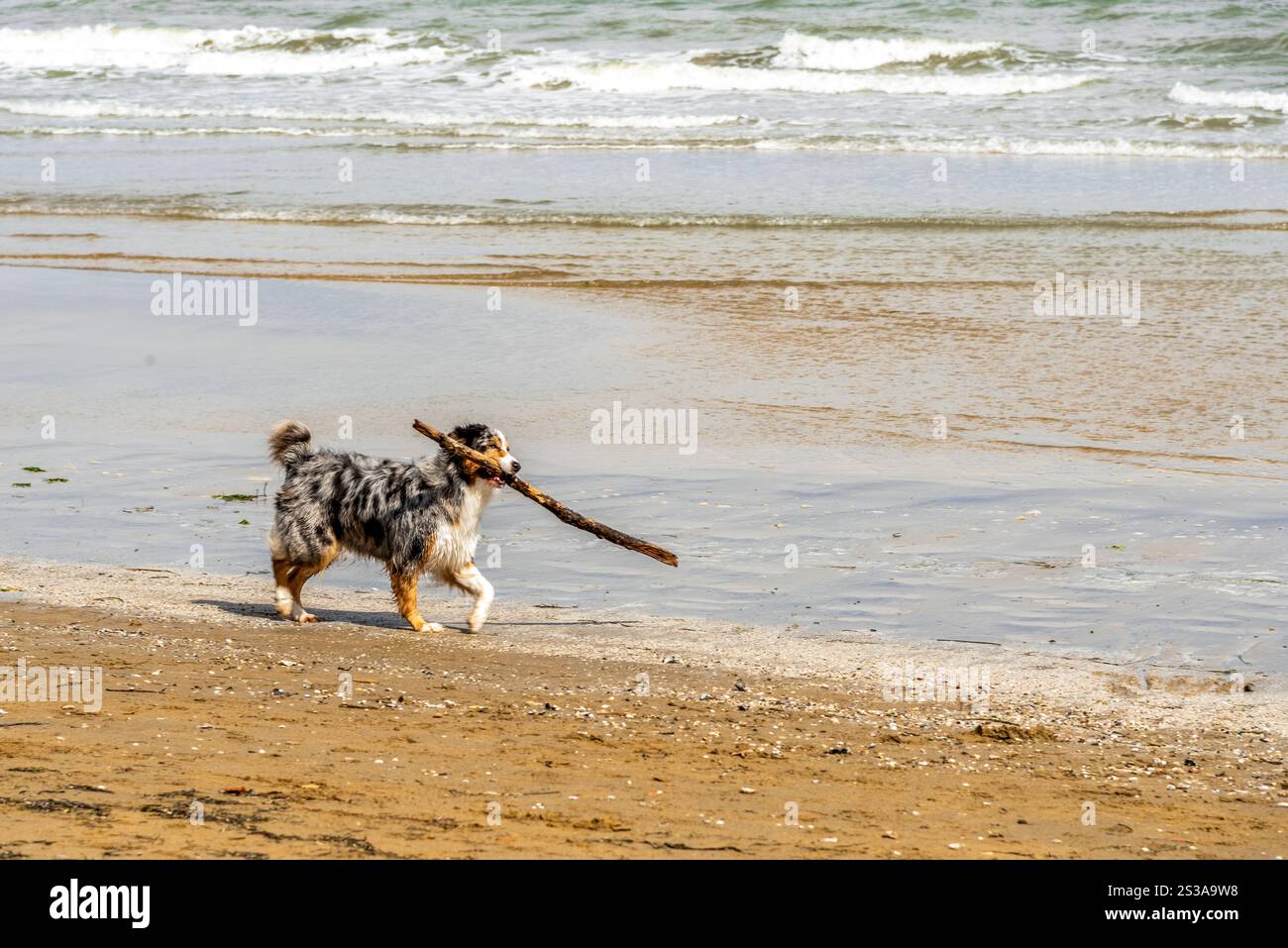 my stick happy dog Stock Photo - Alamy