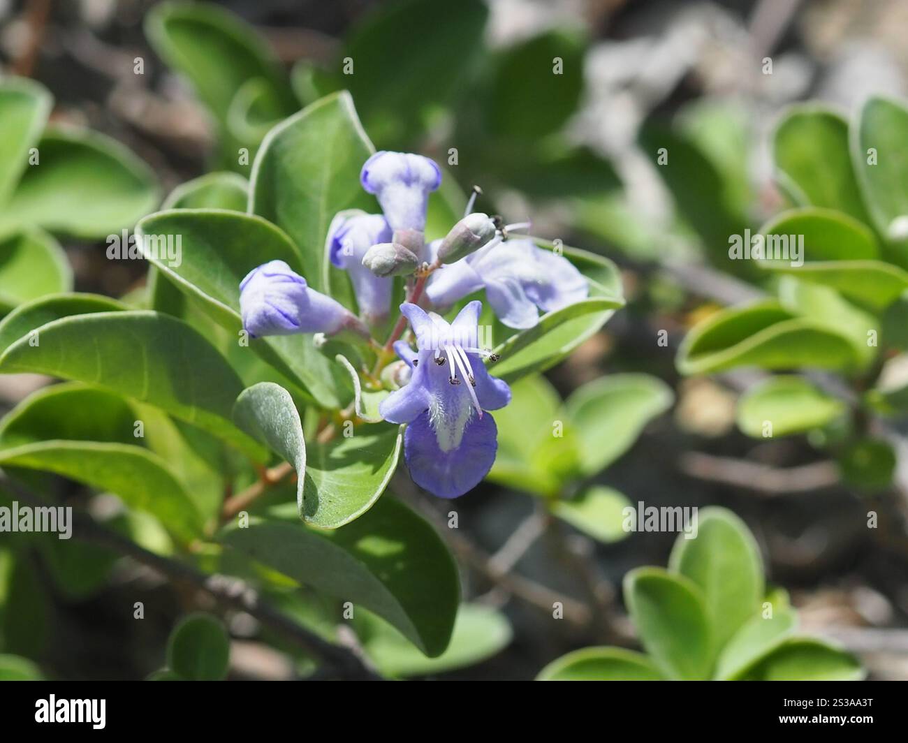 Beach Vitex (Vitex rotundifolia Stock Photo - Alamy
