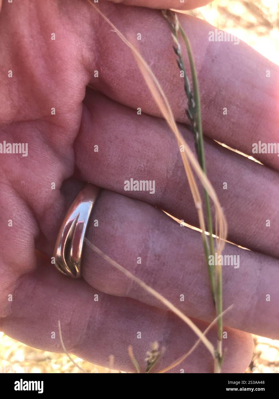 burrograss (Scleropogon brevifolius Stock Photo - Alamy
