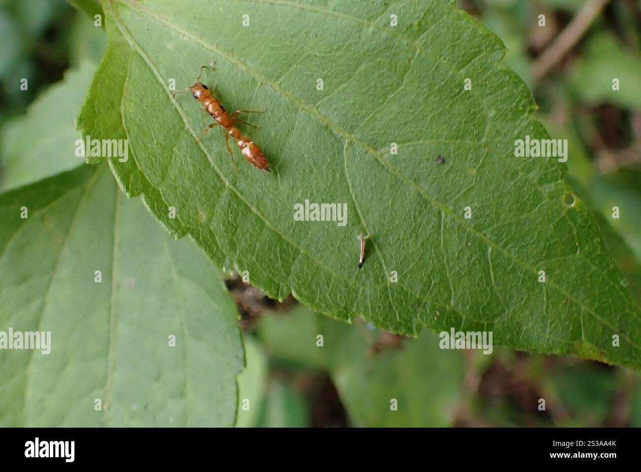 Natal Slender Ant (Tetraponera natalensis Stock Photo - Alamy