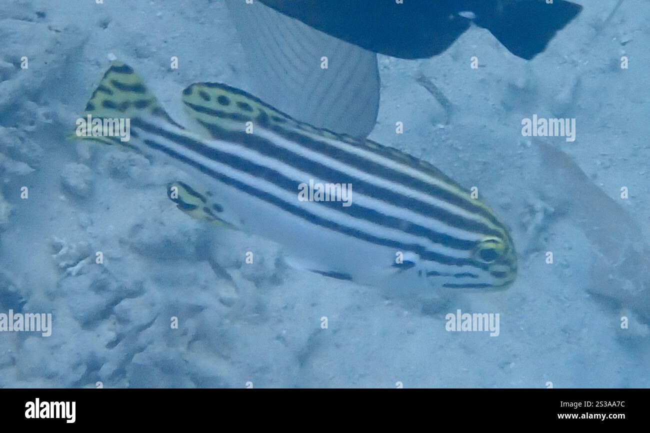 Plectorhinchus lessonii hi-res stock photography and images - Alamy