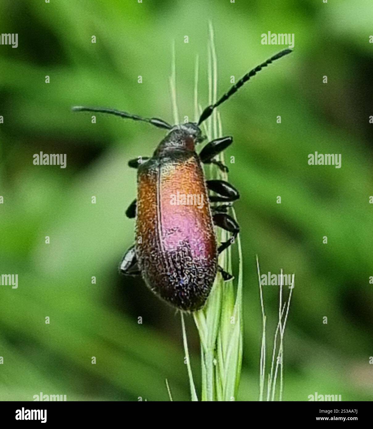 honeybrown beetle (Ecnolagria grandis Stock Photo - Alamy