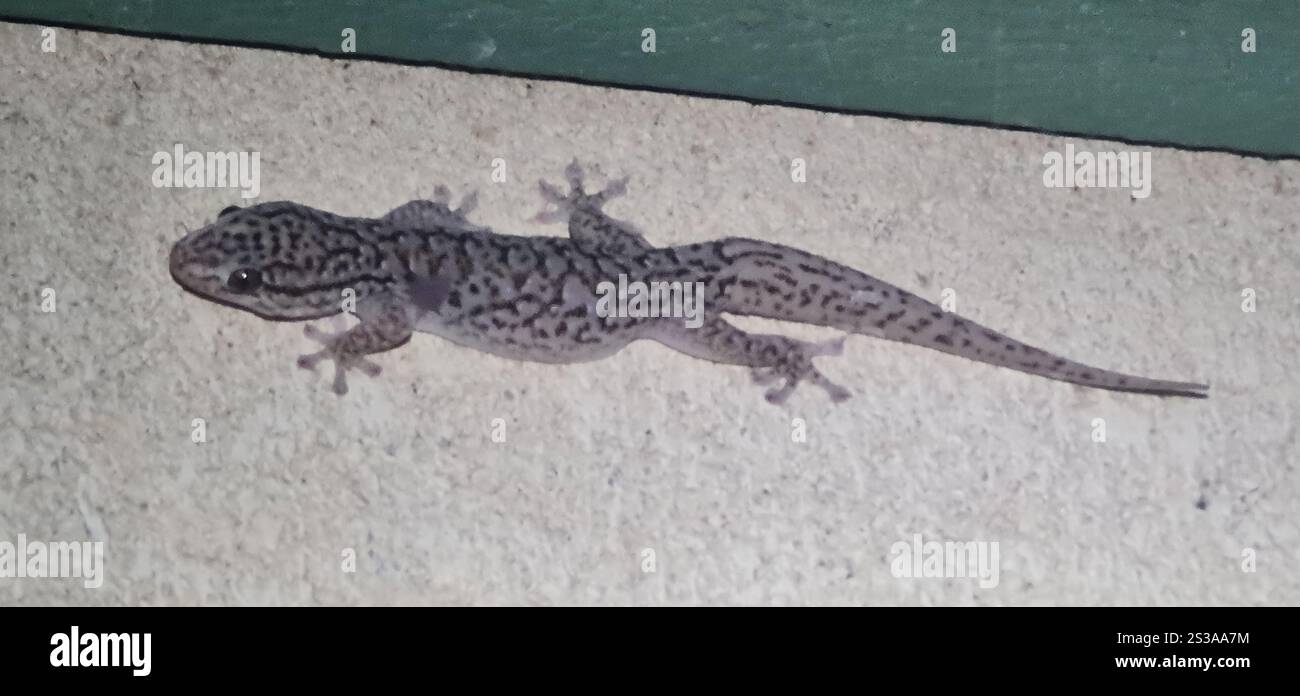 Tree dtella hi-res stock photography and images - Alamy