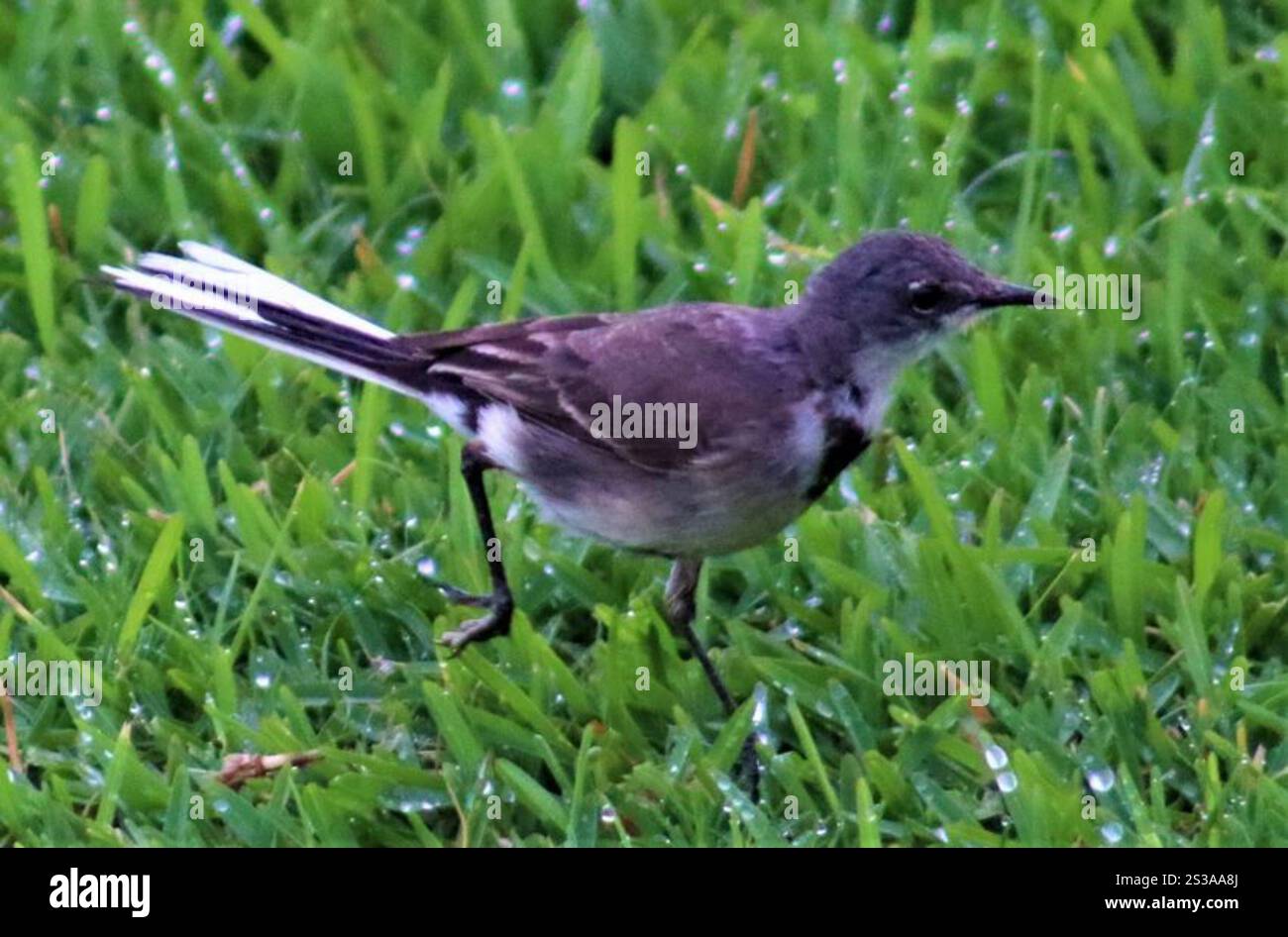 Common Cape Wagtail (Motacilla capensis capensis Stock Photo - Alamy