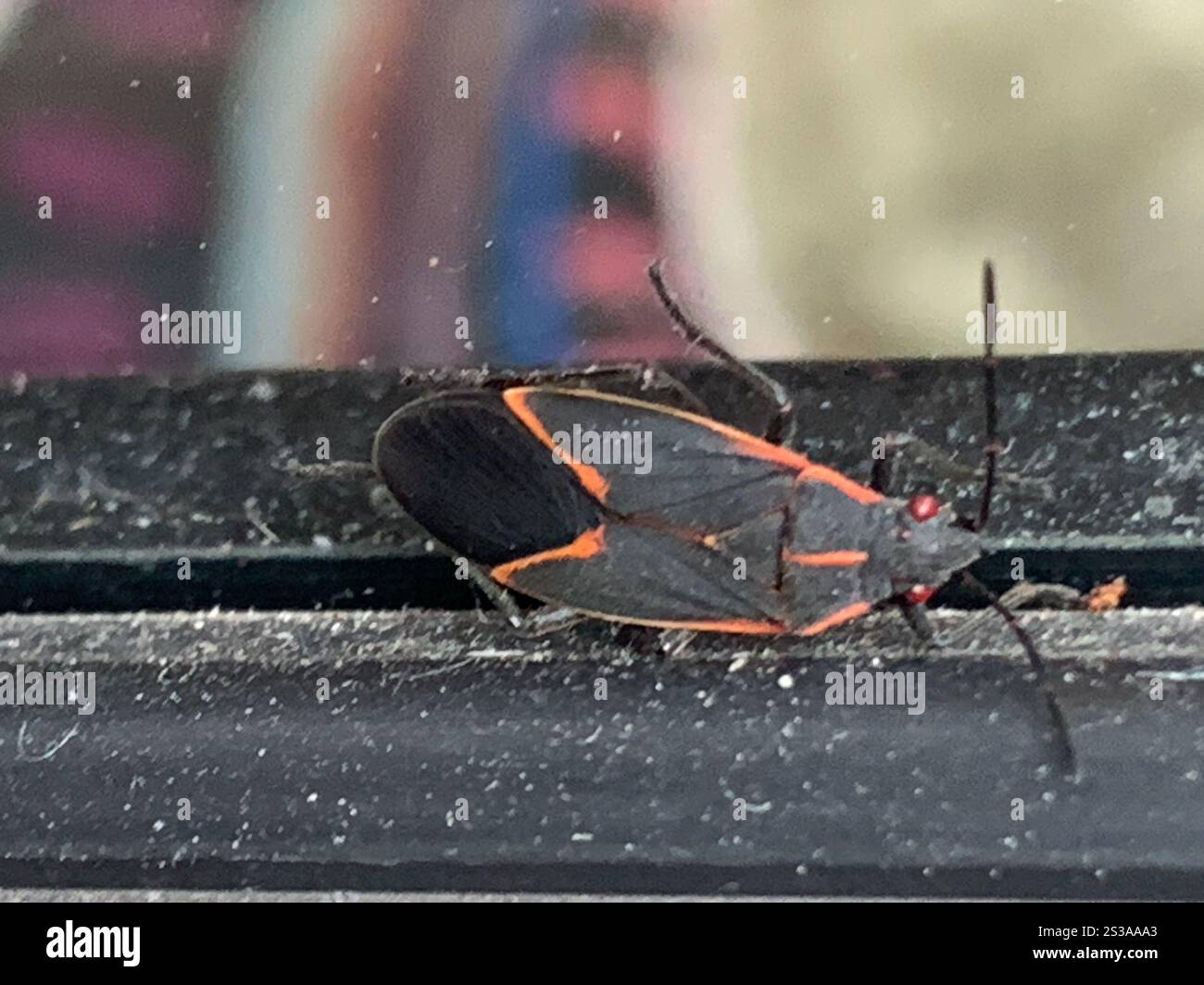Eastern Boxelder Bug (Boisea trivittata Stock Photo - Alamy