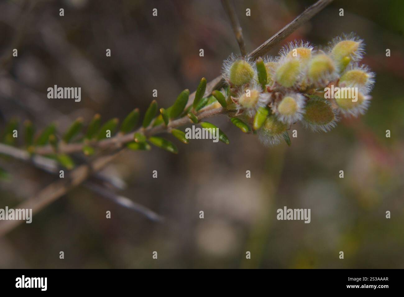 Common aotus hi-res stock photography and images - Alamy