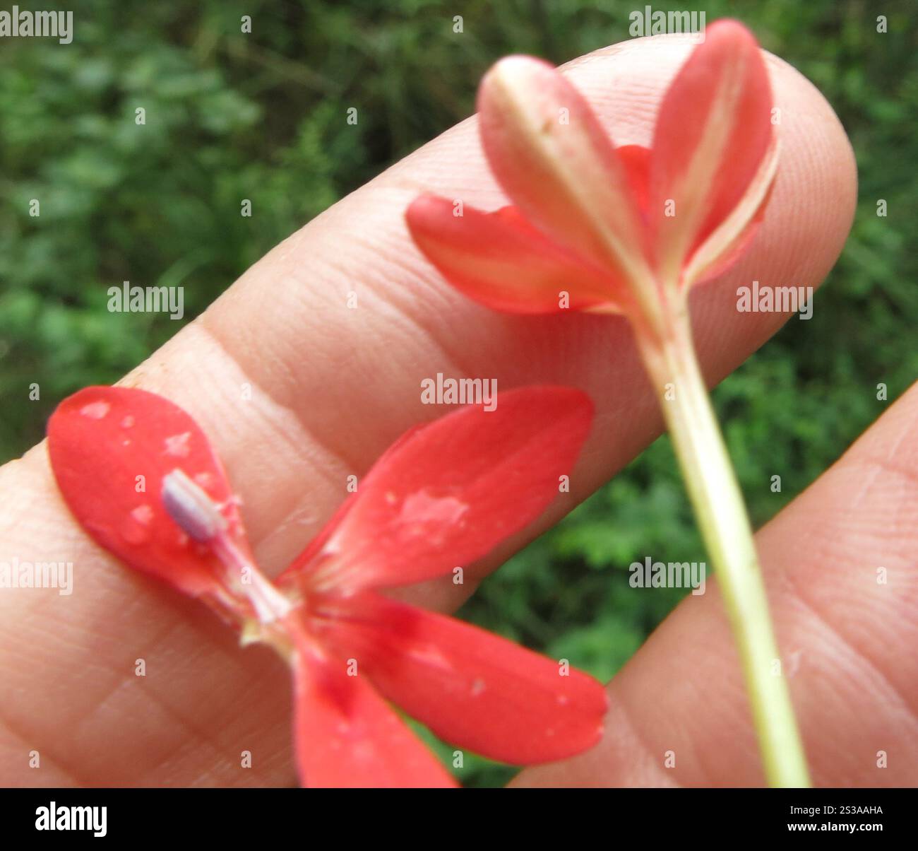 (Freesia laxa laxa Stock Photo - Alamy