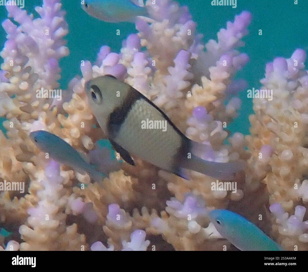 Reticulated Damselfish (Dascyllus reticulatus Stock Photo - Alamy