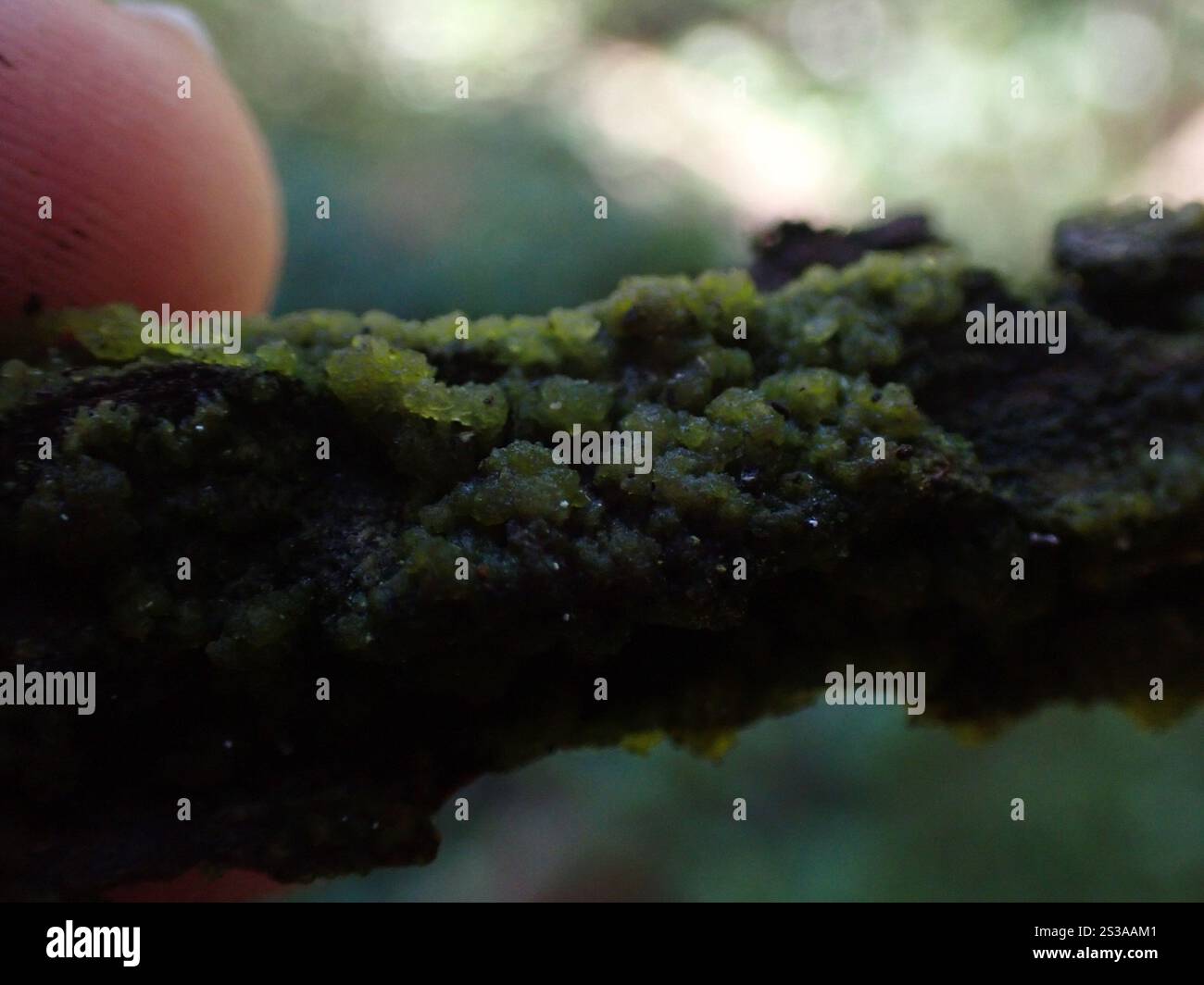 charophyte algae (Charophyta Stock Photo - Alamy
