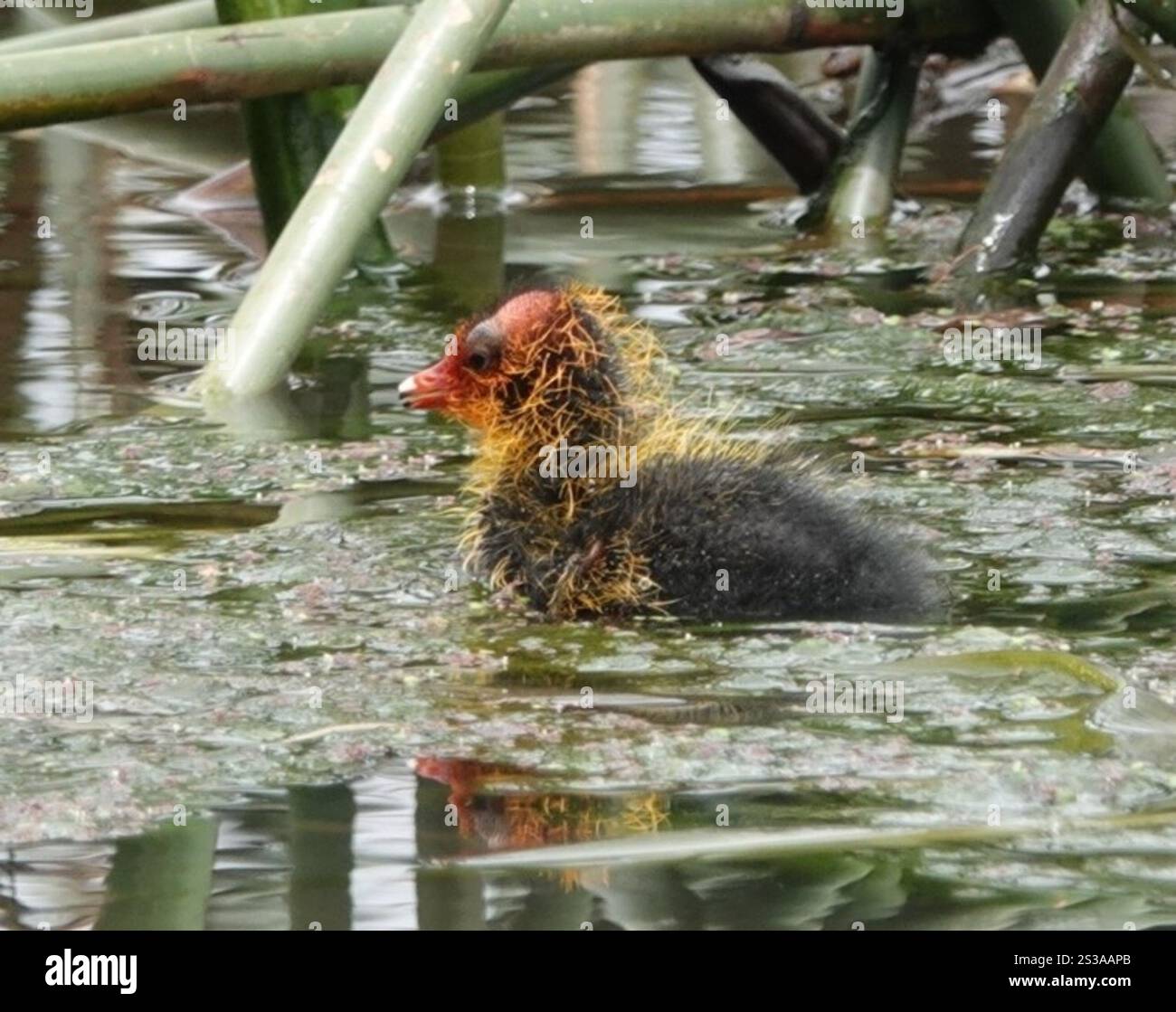 Fulica australis hi-res stock photography and images - Alamy