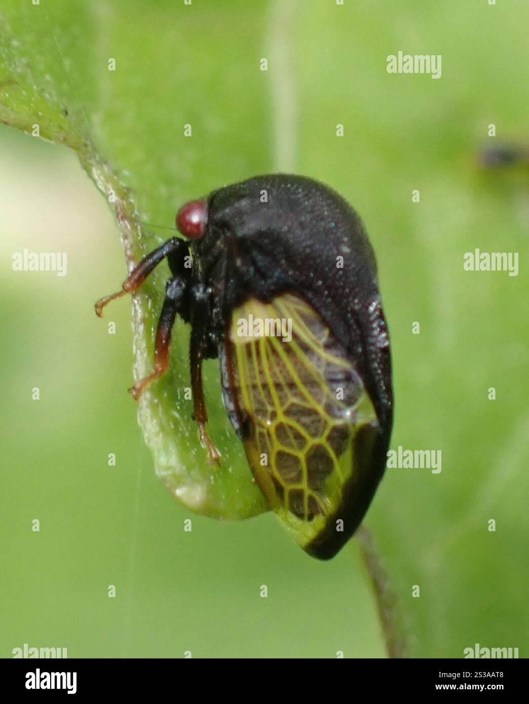 Typical Treehoppers (Membracidae Stock Photo - Alamy