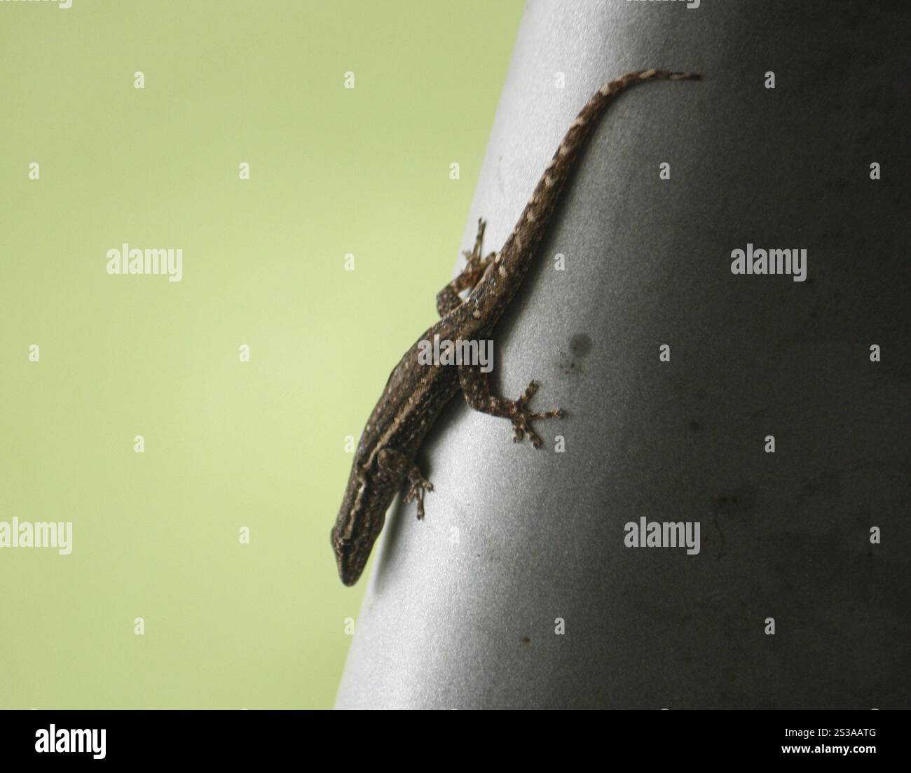 Common Dwarf Gecko (Lygodactylus capensis Stock Photo - Alamy