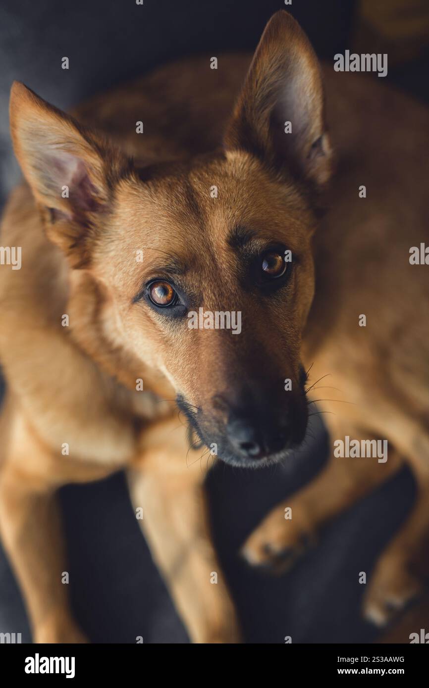 Dog ginger hi-res stock photography and images - Alamy