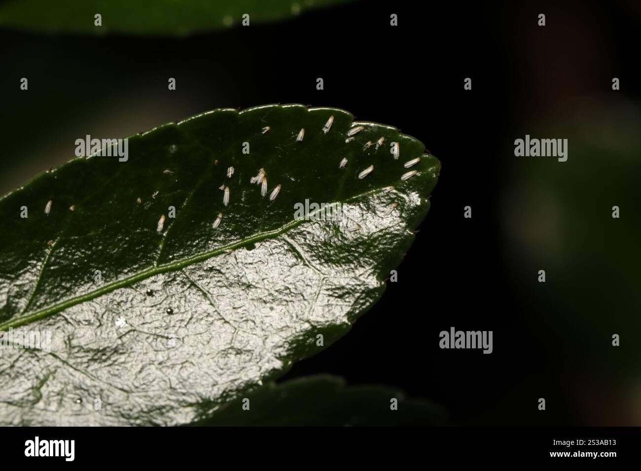 Euonymus Scale (Unaspis euonymi Stock Photo - Alamy