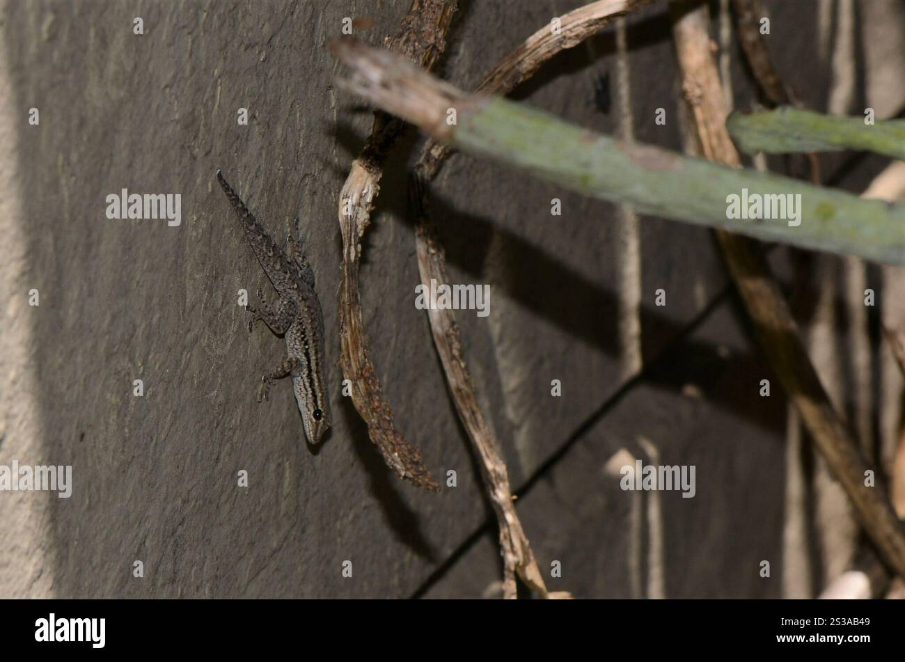 Common Dwarf Gecko (Lygodactylus capensis Stock Photo - Alamy