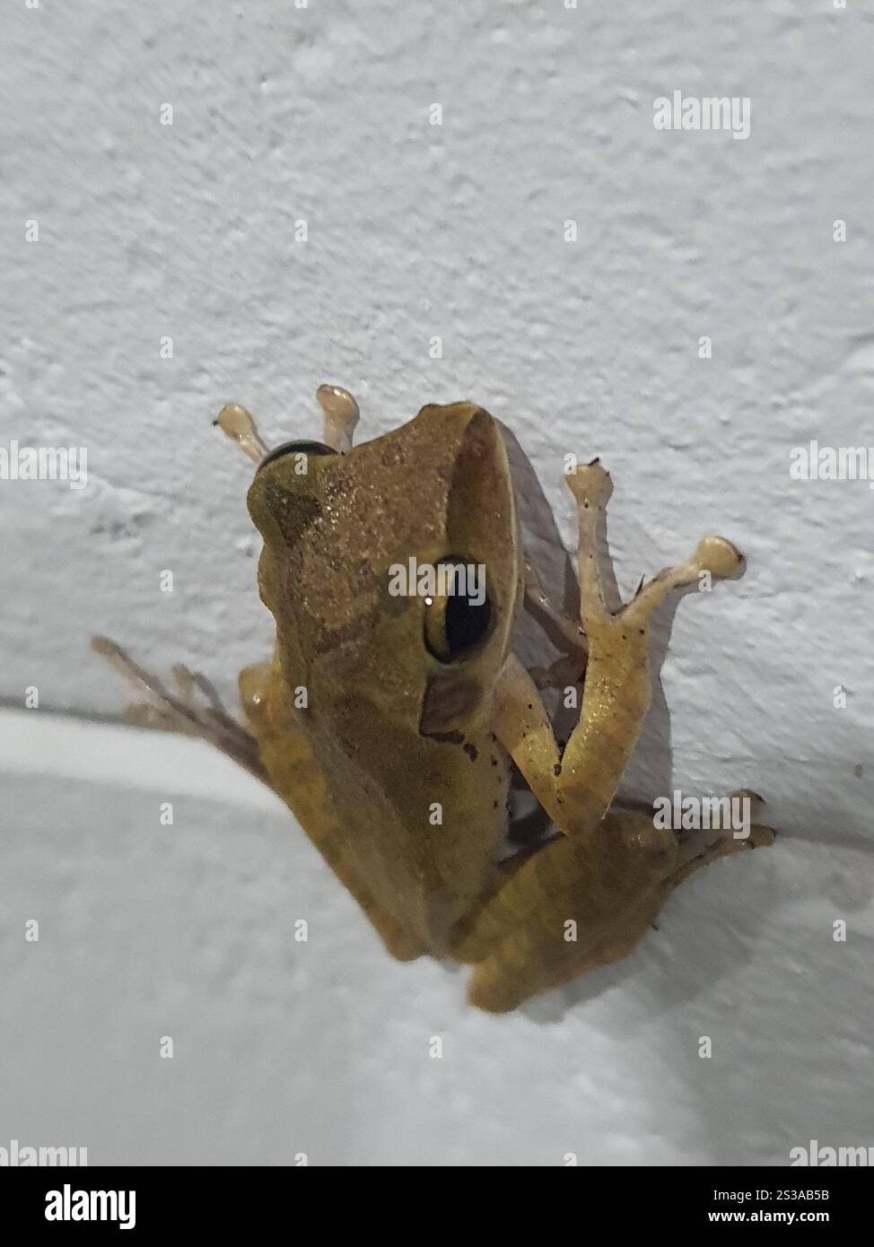 Spot-legged Tree Frog (Polypedates megacephalus Stock Photo - Alamy