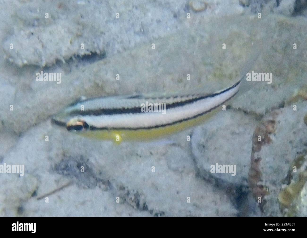 Pearly Monocle Bream (Scolopsis margaritifera Stock Photo - Alamy