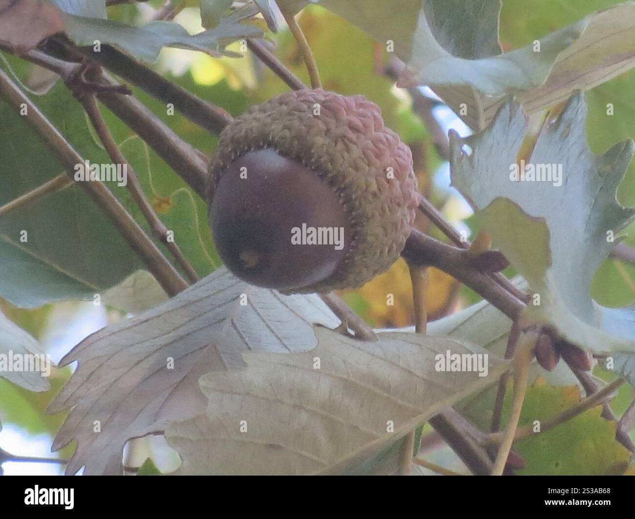 swamp chestnut oak (Quercus michauxii Stock Photo - Alamy