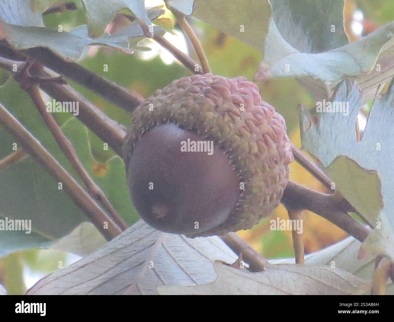 swamp chestnut oak (Quercus michauxii Stock Photo - Alamy