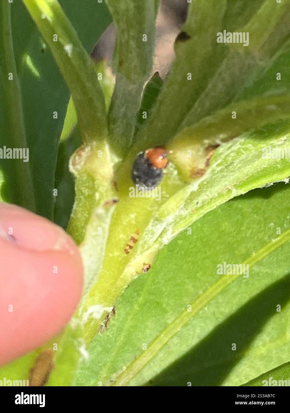 Mealybug Destroyer (Cryptolaemus montrouzieri Stock Photo - Alamy