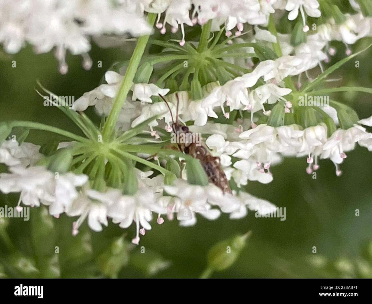 False chinch bugs (Nysius Stock Photo - Alamy