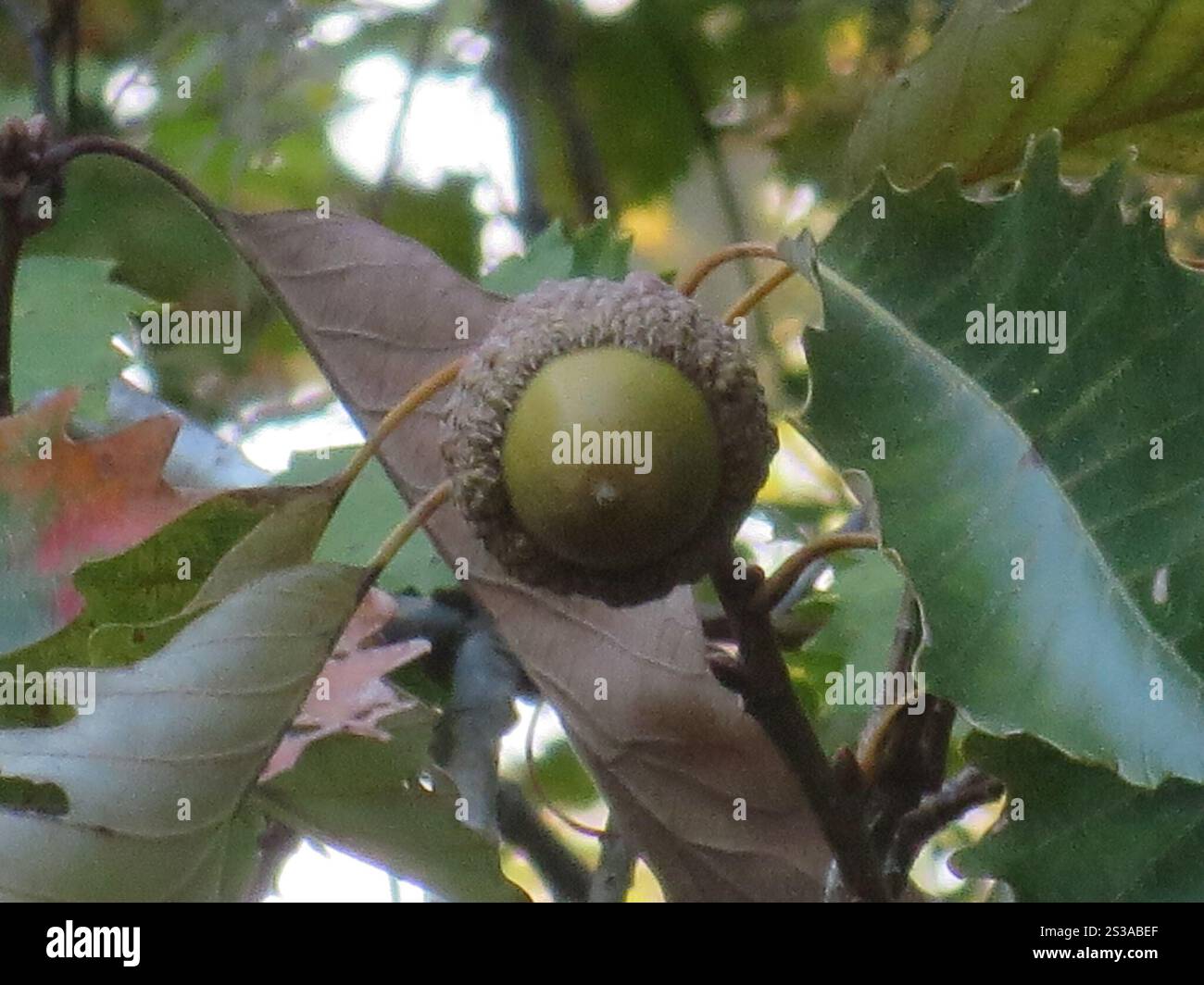 swamp chestnut oak (Quercus michauxii Stock Photo - Alamy